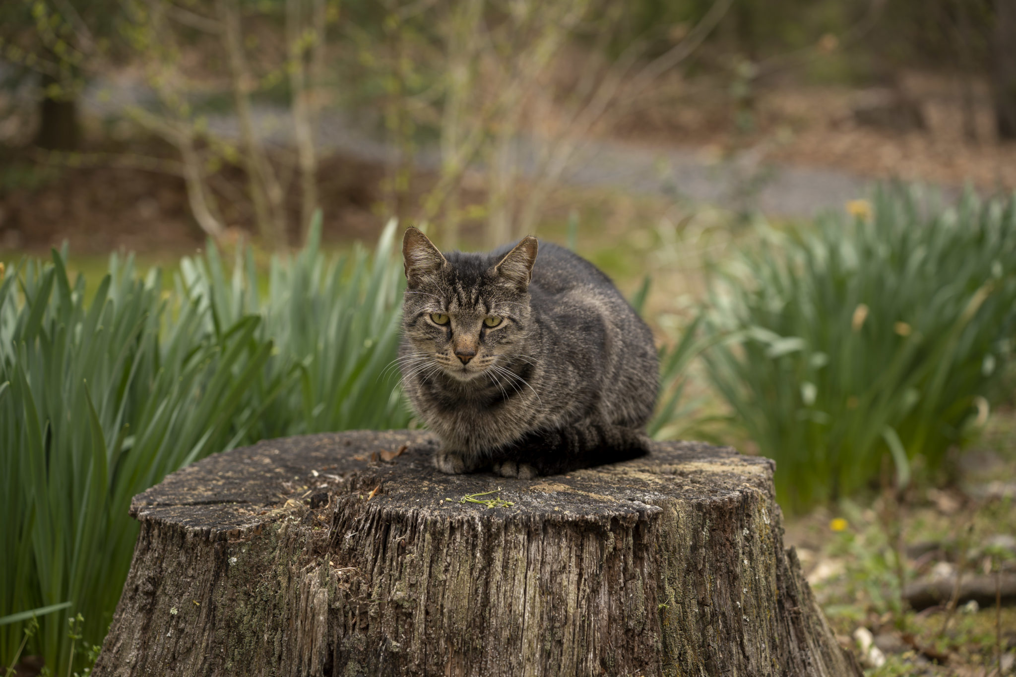 Cat On A Stump | SeeingHappy