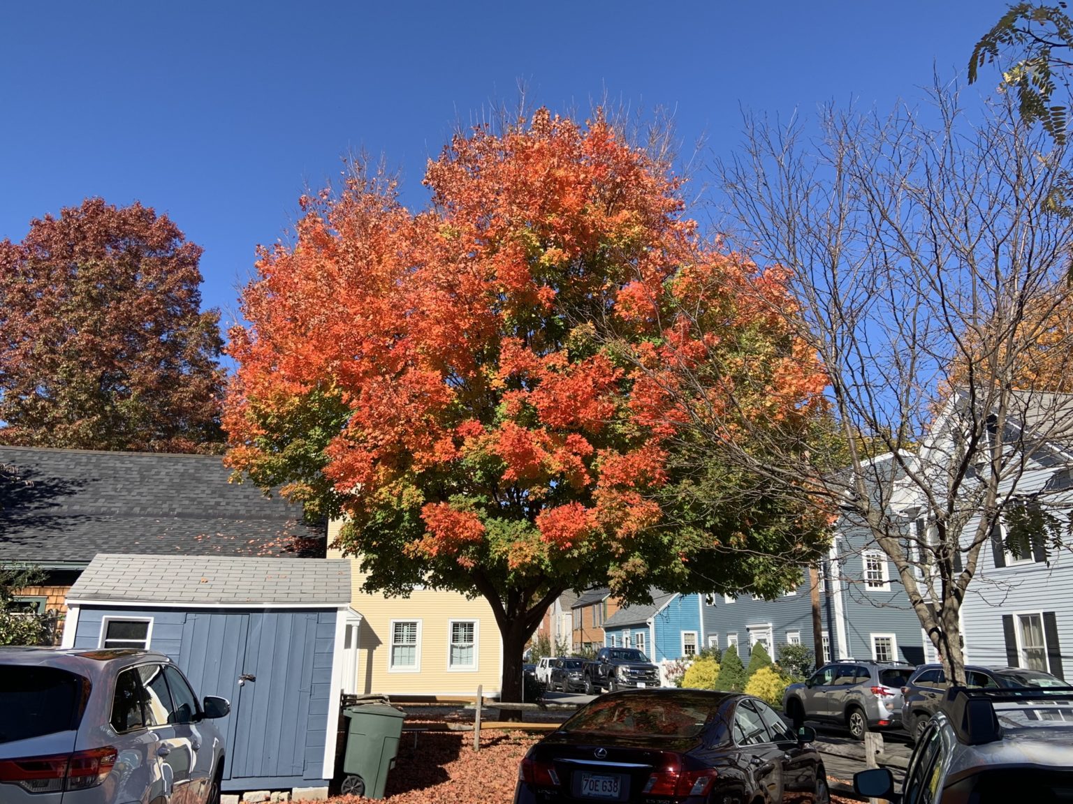 Happy maple | SeeingHappy