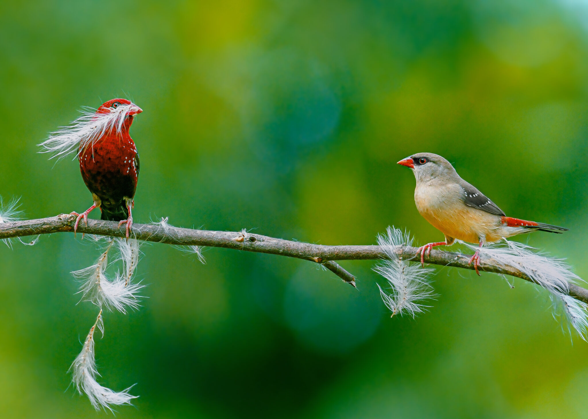 Red avadavat Couple | SeeingHappy