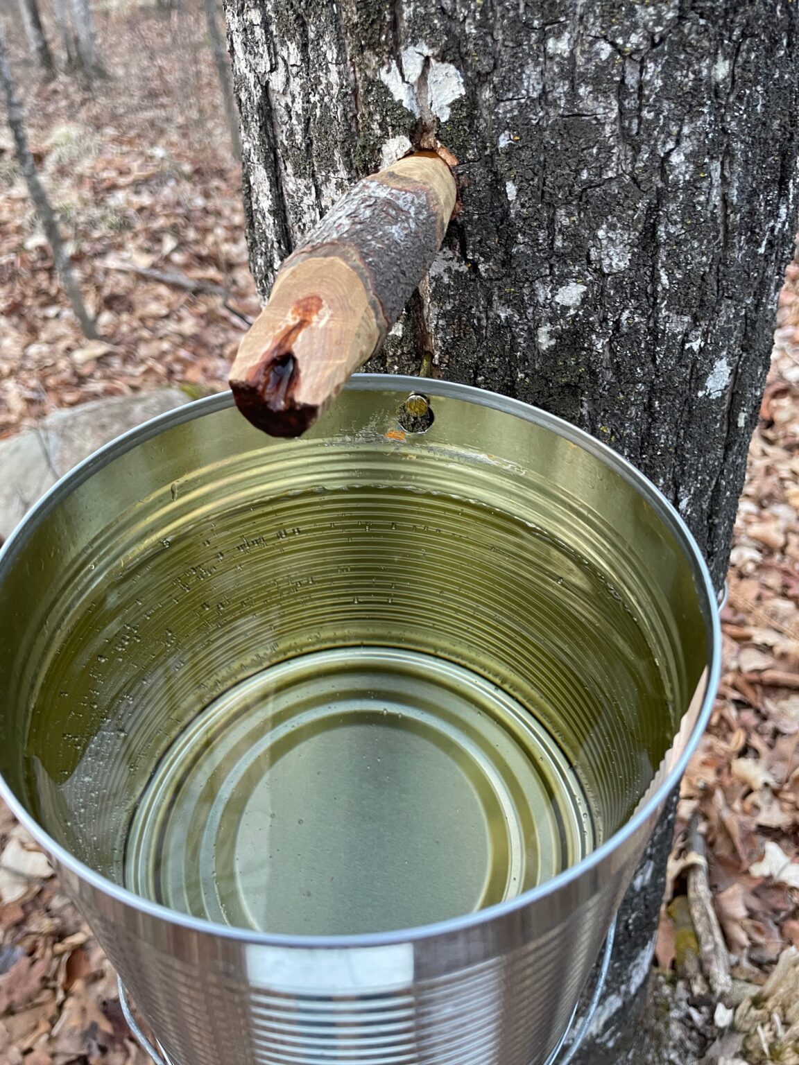 Maple sap collecting | SeeingHappy