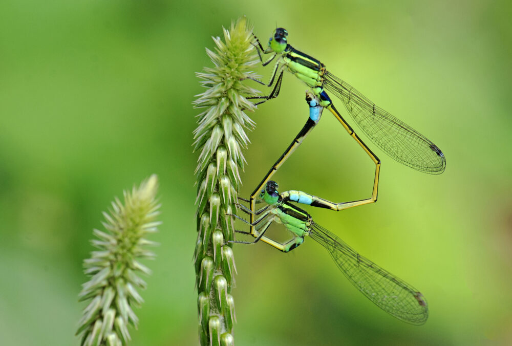 LOVING COUPLE | SeeingHappy